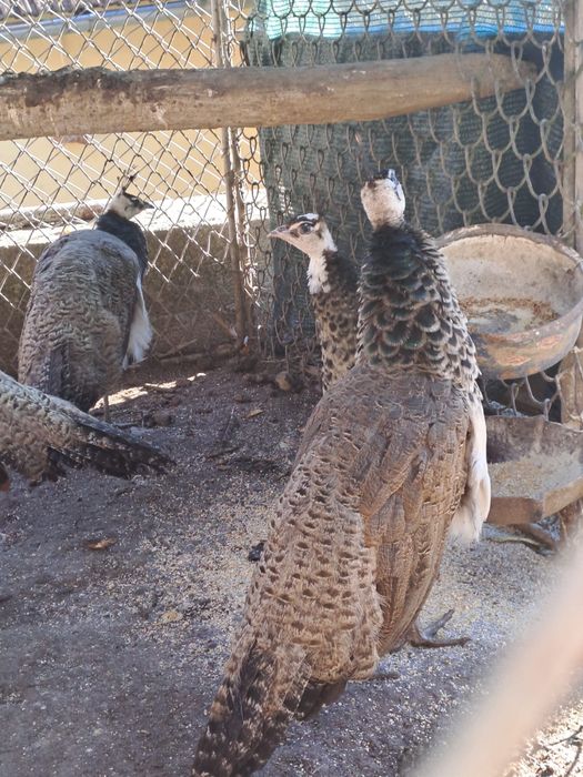 Pauni standard de vanzare Targu Carbunesti • OLX.ro