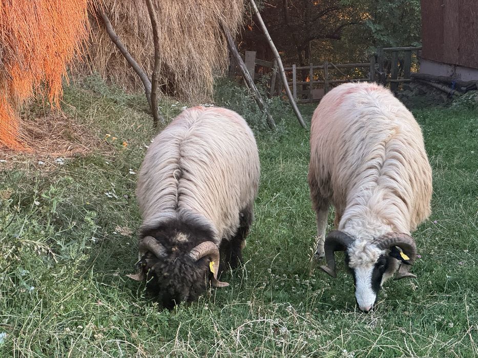 Se vind 2 berbeci si o mioara Mintia • OLX.ro