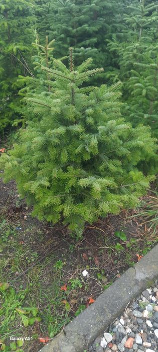 Brazi de Craciun Fagaras • OLX.ro