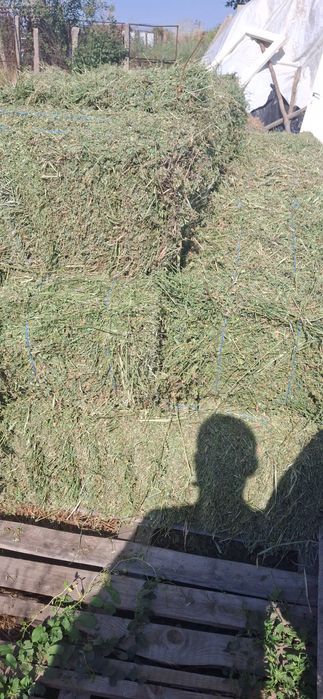 TREI ZECI de baloti lucerna marfa foarte buna Alexandria • OLX.ro