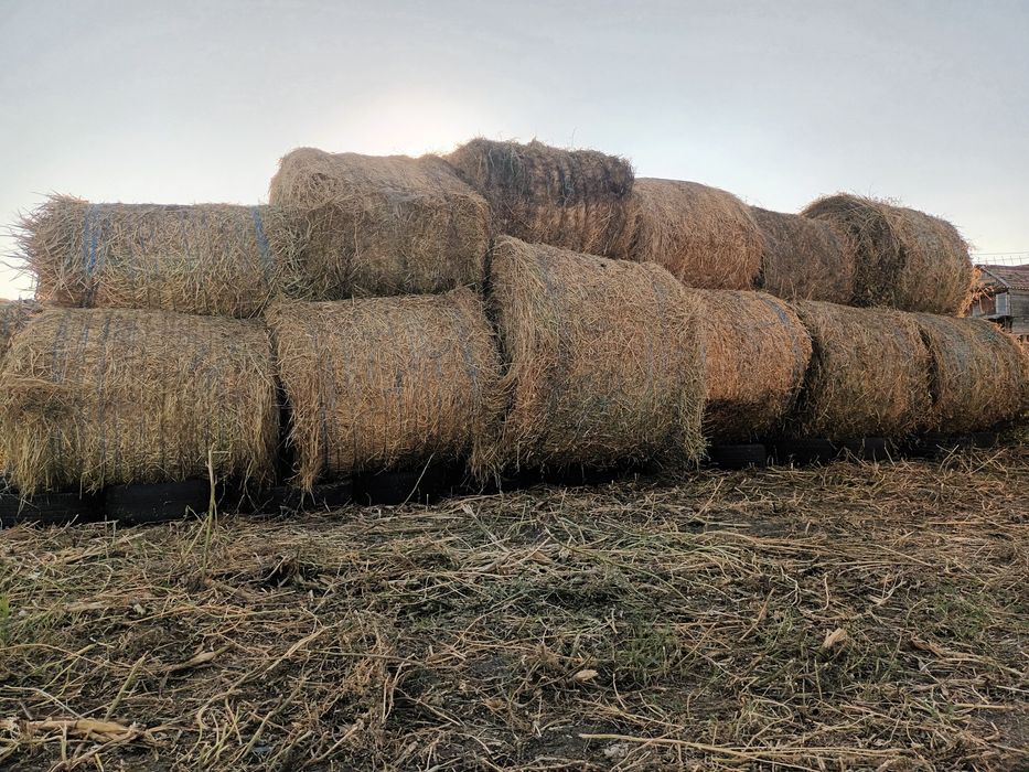 Vând baloti de fan și coceni Valea Lungului • OLX.ro