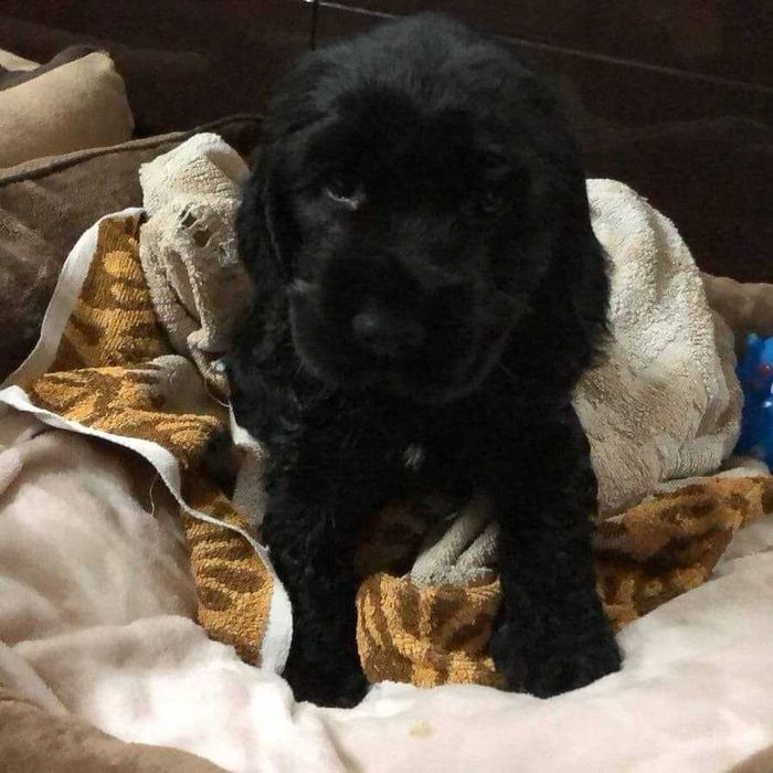 Pui rasa Cocker Spaniel Bucuresti Sectorul 1 • OLX.ro