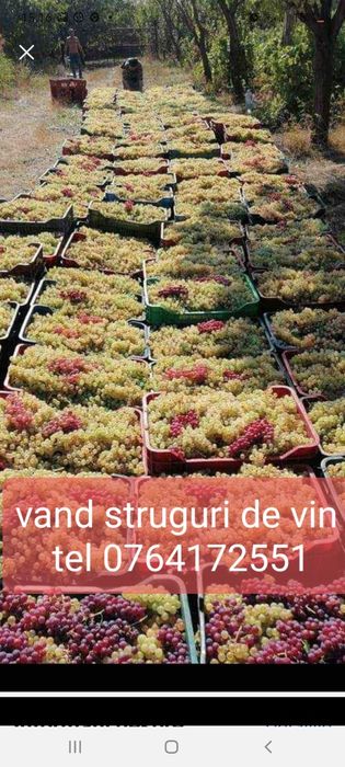 Vand struguri de vin producție 2024 Cotnari • OLX.ro