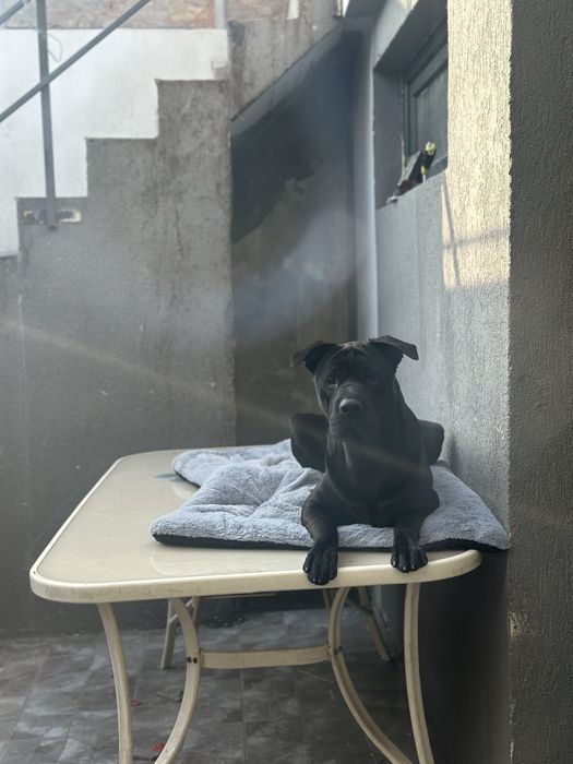 2 caini fata si baiat cane corso cu sharpey Bucuresti Sectorul 1 • OLX.ro
