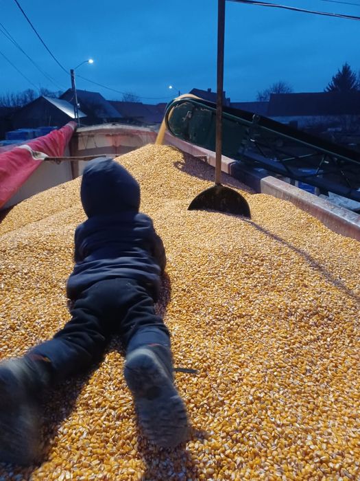 Vindem porumb. Posibilitate transport Sambata de Sus • OLX.ro
