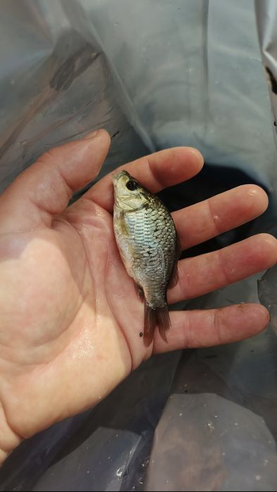 Puiet crap ten sânger Campia Turzii • OLX.ro