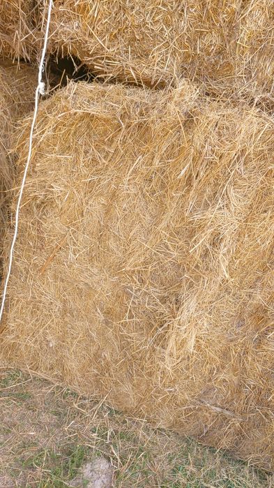 Vând baloti de fan și fan cu lucerna . Girisu Negru • OLX.ro