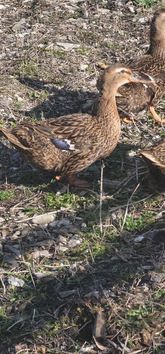 Rate rouen / rata rouen / ruien / ruen , pui/ boboci sau oua incubat ...
