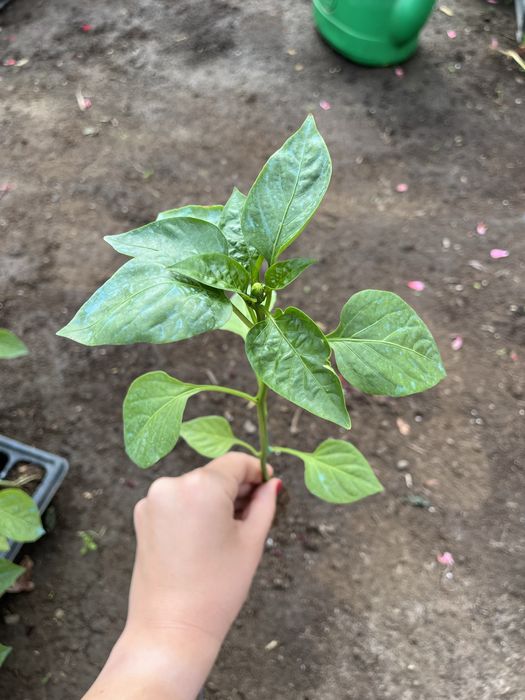 Rasad ardei, rosii, vinete, castraveti, telina | rasaduri legume 2024 ...