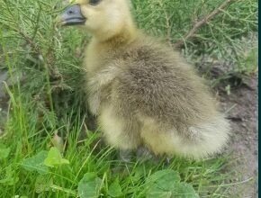 Boboci de gâscă Touluse la 1 săptămână Streisangeorgiu • OLX.ro