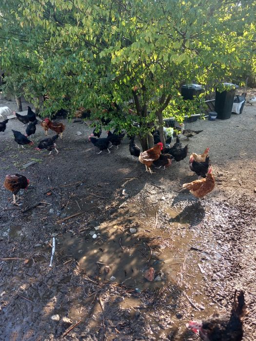 Găini , cocoși ,rațe, gaște pui de țară,pui de taiat Mavrodin • OLX.ro