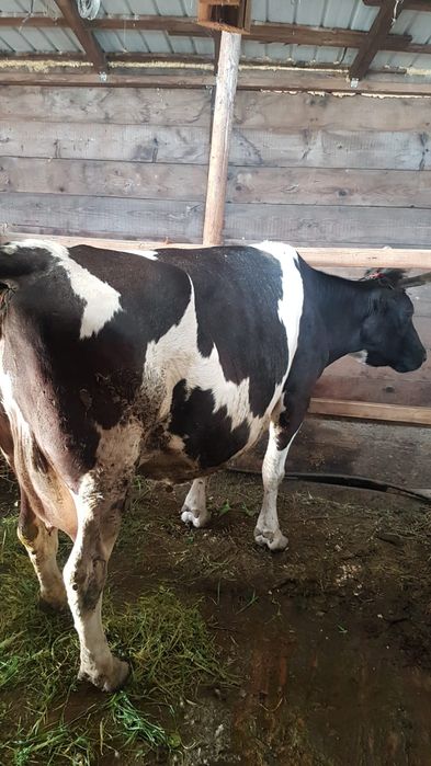 Vaca gestanta de vânzare Iasi • OLX.ro