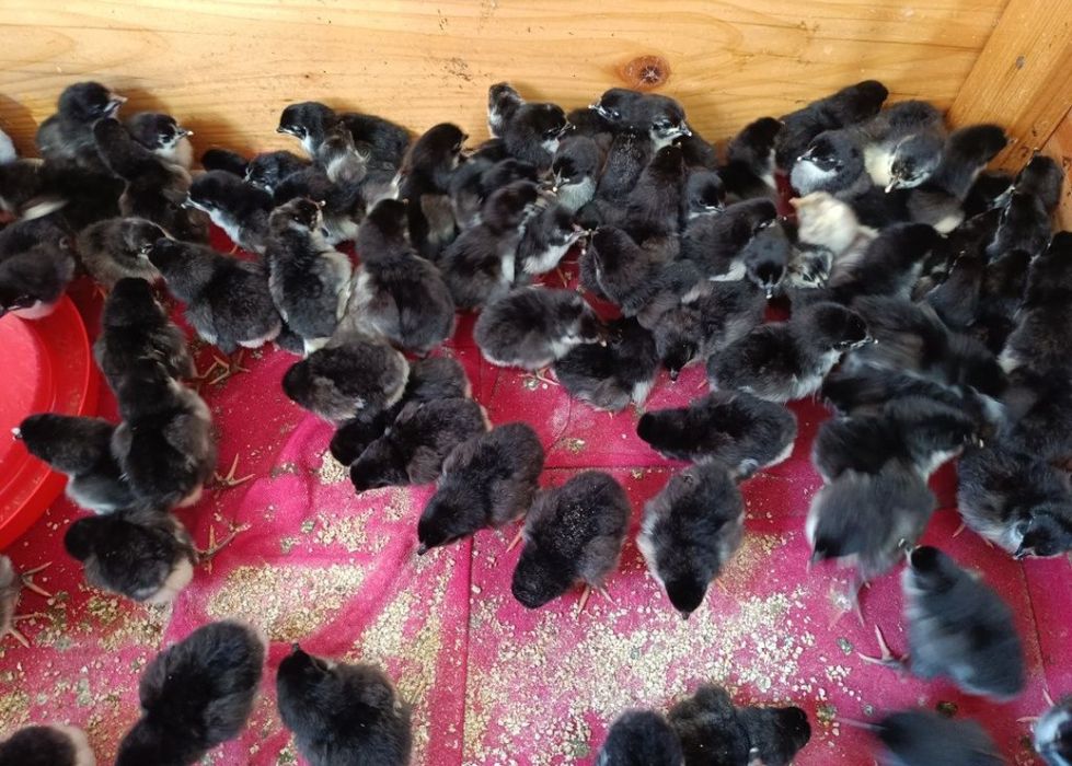 Vând oua australorp. Pui australorp. Păsări australorp Beiusele • OLX.ro