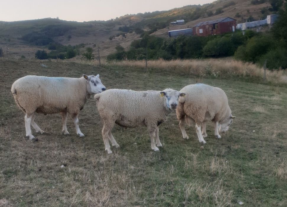 Berbeci rasă texel Bistrita • OLX.ro