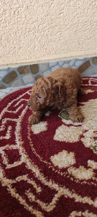 Pudel caniche toy Iasi • OLX.ro