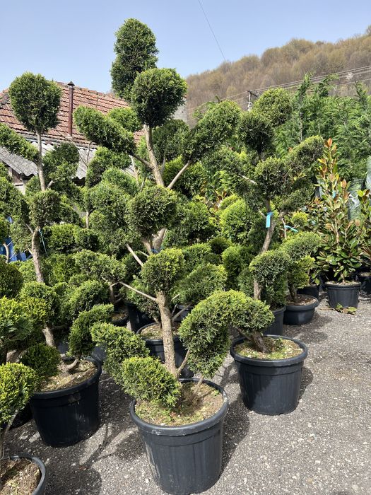 Evounimous photinia maslin bonsai leylandi Craiova • OLX.ro