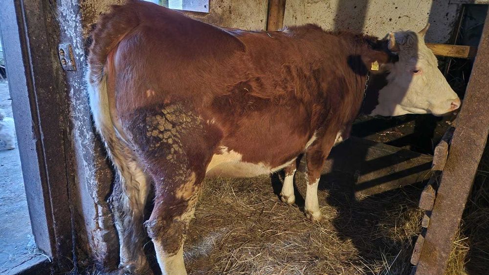 Juninca baltata romaneasca Recea • OLX.ro