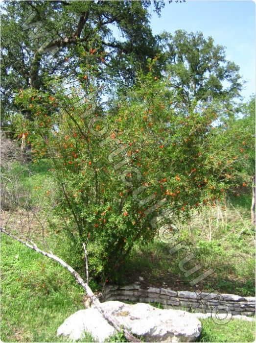 Rodie / Rodiu (Punica granatum Wonderful) | Pom productiv Craiova • OLX.ro
