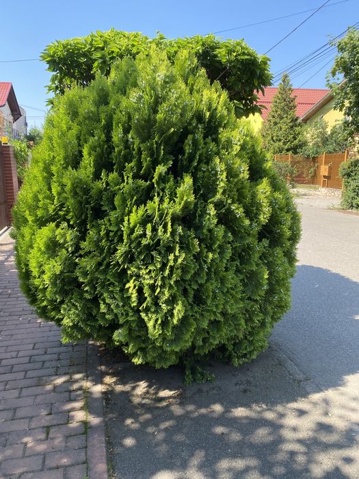 Arbusti decorativi, tuia, leylandi, mesteacan pitic Timisoara • OLX.ro
