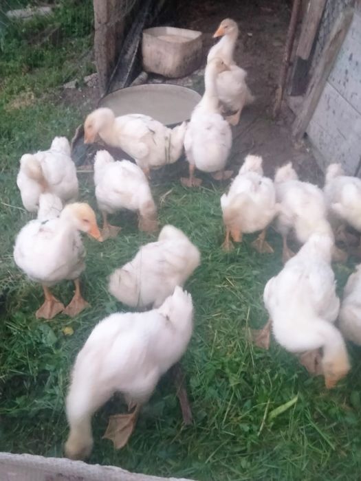 Boboci gâscă de vânzare Coconi • OLX.ro