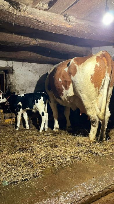 Vând Vaca baltata românească cu vitel tauras Bistrita • OLX.ro