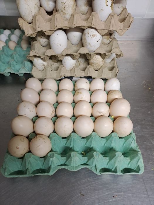 oua de rata muta de vanzare ' Anunturi ' OLX.ro