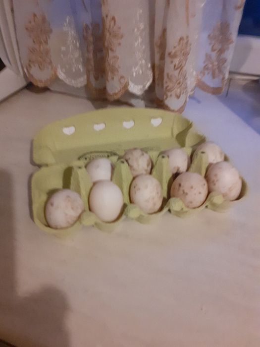 oua de casa rata de vanzare ' Anunturi ' OLX.ro