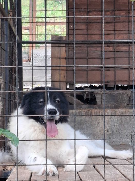 Mascul ciobanesc romanesc de bucovina Moinesti • OLX.ro