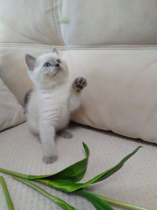 Ragdoll puiut superb Bucuresti Sectorul 4 • OLX.ro