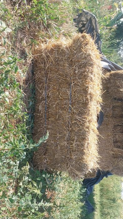 De vânzare baloti de paie Chiraleu • OLX.ro