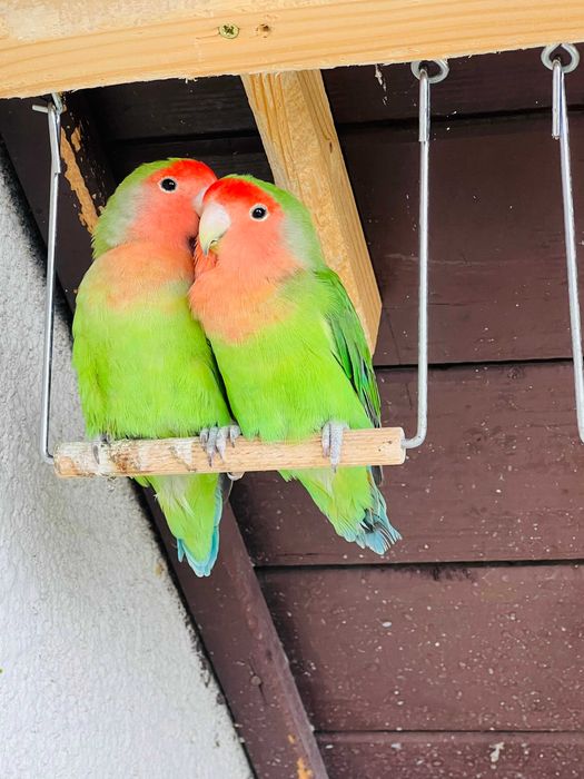 Pui de Papagali Amorezi, specia Agapornis - Roseicollis Cluj-Napoca ...