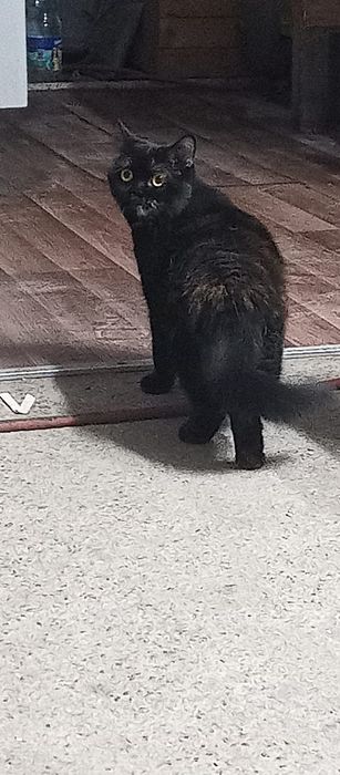 Donez Pisica de rasa Bucuresti Sectorul 5 • OLX.ro