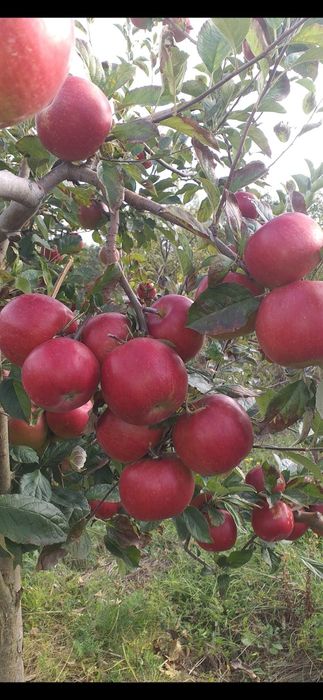 VIND Mere idaret Mutiu Florina 3lei kg Gura Barbuletului • OLX.ro