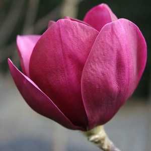 Magnolia soulangeana roz alba mov Susan Domnesti • OLX.ro