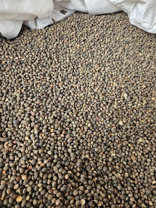 Mazariche de vânzare Hudum • OLX.ro