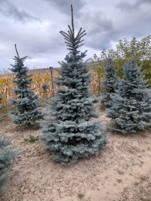 Brazi vezi si arginti la ghiveci Otopeni • OLX.ro