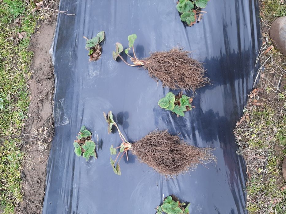 Stoloni Capsuni ALBION,soi anual Elsanta etc. Tecuci • OLX.ro