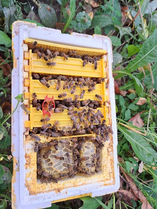 Matci Buckfast F1 Mathias Engel Germania Hunedoara • OLX.ro