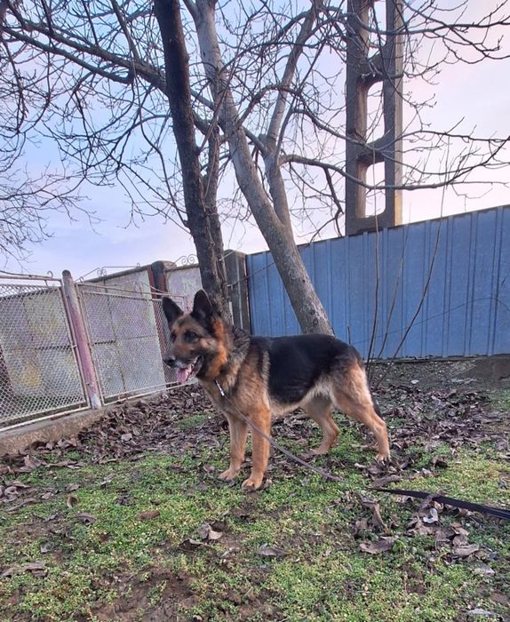 Oferta Ciobanesc German (lup) rasa pura la un pret modest Galati • OLX.ro