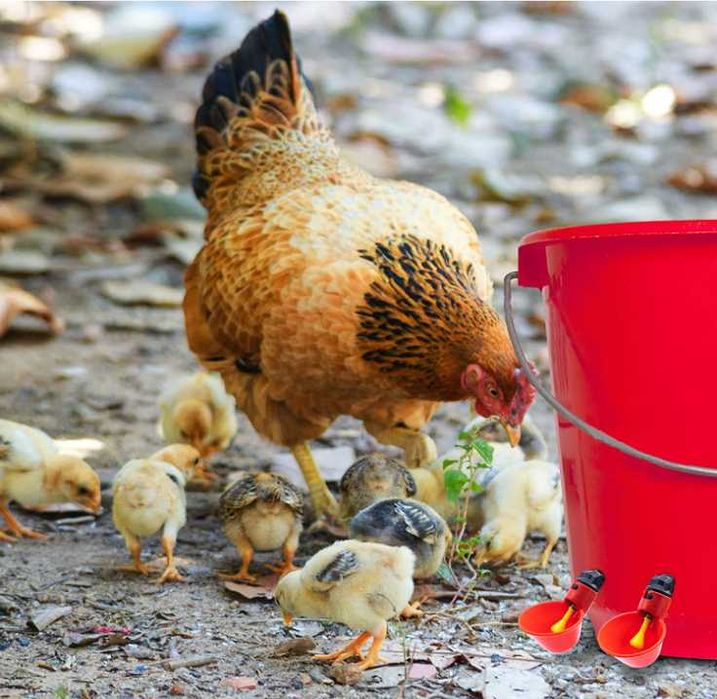 Adapatori automate pui| adapatori gaini| curcani | rate | prepelite ...