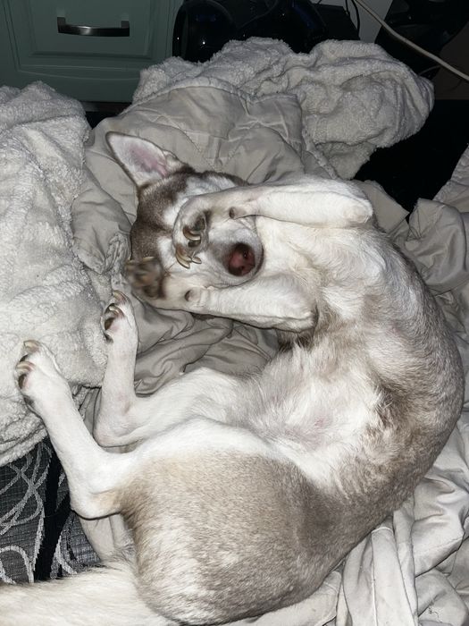 Donez metis Husky Cluj-Napoca • OLX.ro