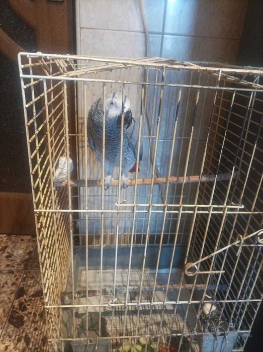 Papagal vorbitor Jako Bucuresti Sectorul 5 • OLX.ro