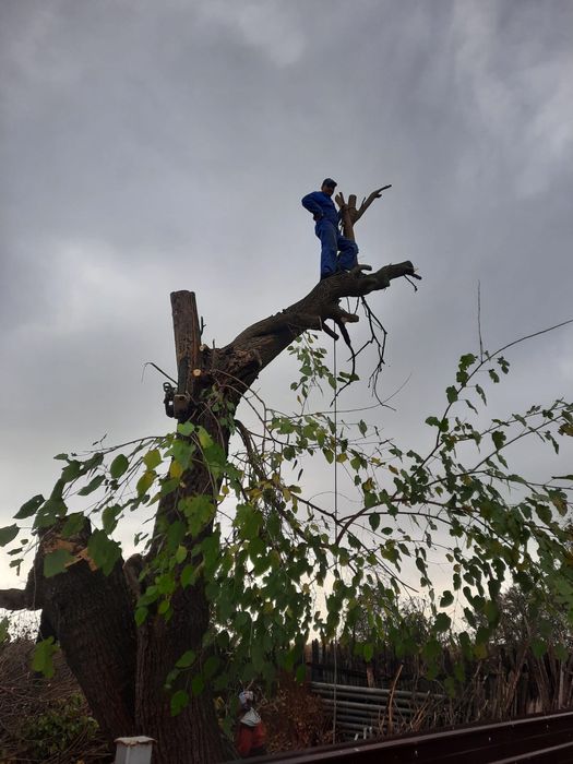 Taieri,Doborari si Toaletari de Arbori/Pomi/Copaci ORICE DIFICULTATE ...