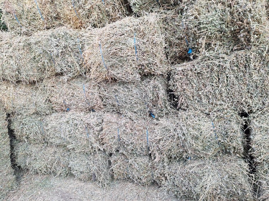 Vând baloti de lucernă coasa a patra și a cincea Sarata • OLX.ro