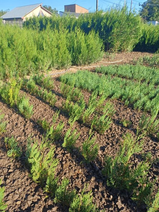 Tuia Biota Orientalis Slobozia Noua • OLX.ro