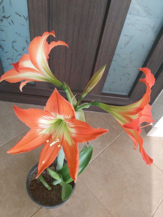 crin de ghiveci de vanzare ' Anunturi ' OLX.ro