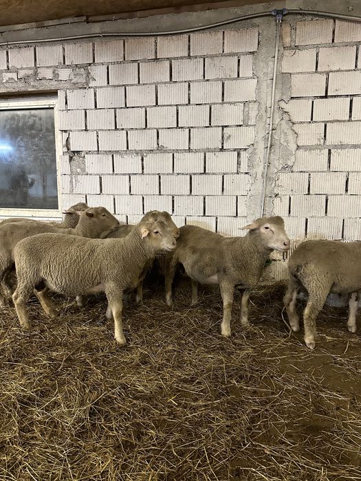 Berbeci ile de france Catalina • OLX.ro