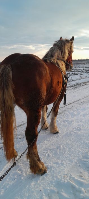 Vand manza de 2 ani Botosani • OLX.ro