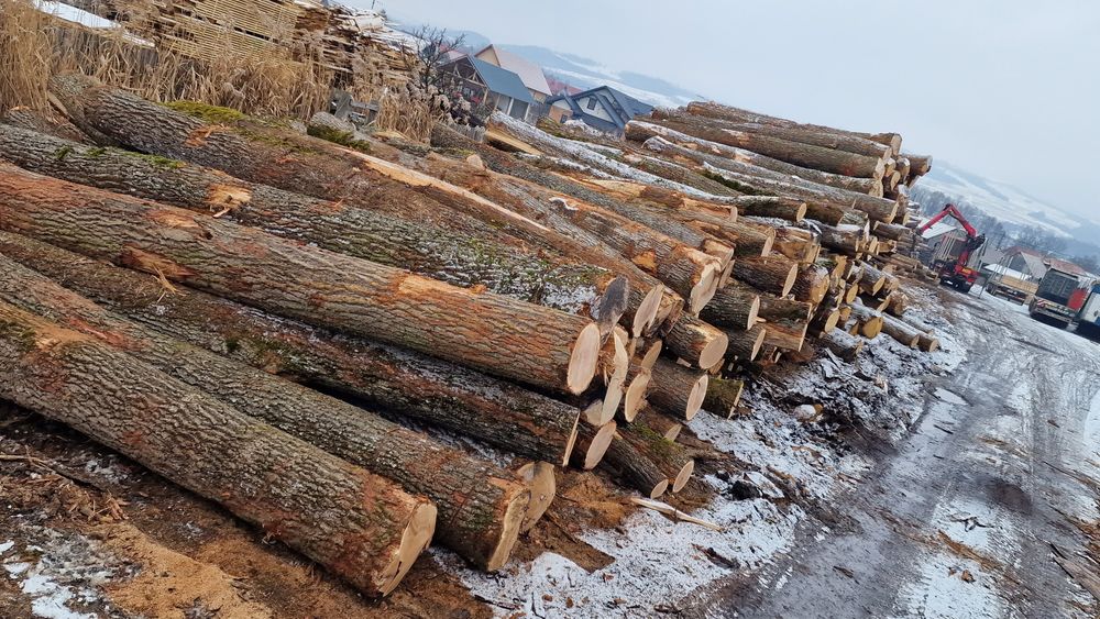 Cherestea Stejar Grinzi stejar Targu-Mures • OLX.ro