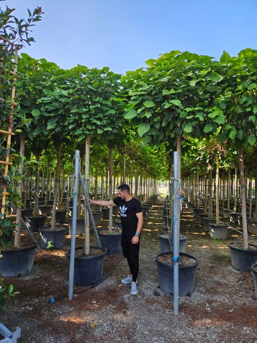 Copaci ciupercă Catalpa, copaci de umbra tei, artar, mesteacan,stejar ...